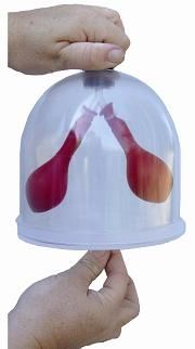 Lung Function Model, Each.