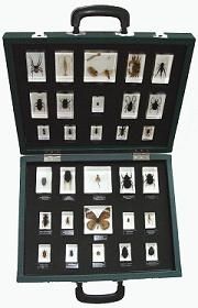 Insect Mount Set, 30 piece.
