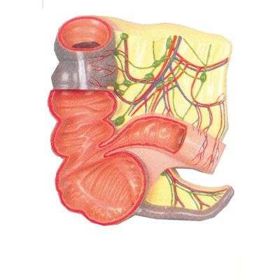 Appendix and Caecum 2X Mag. Relief Model.