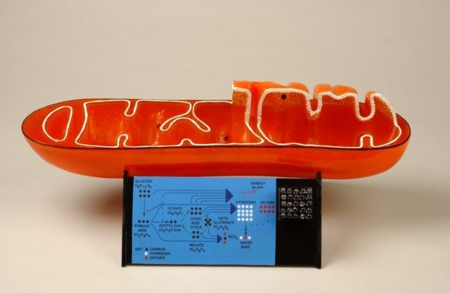 Mitochondrion Model